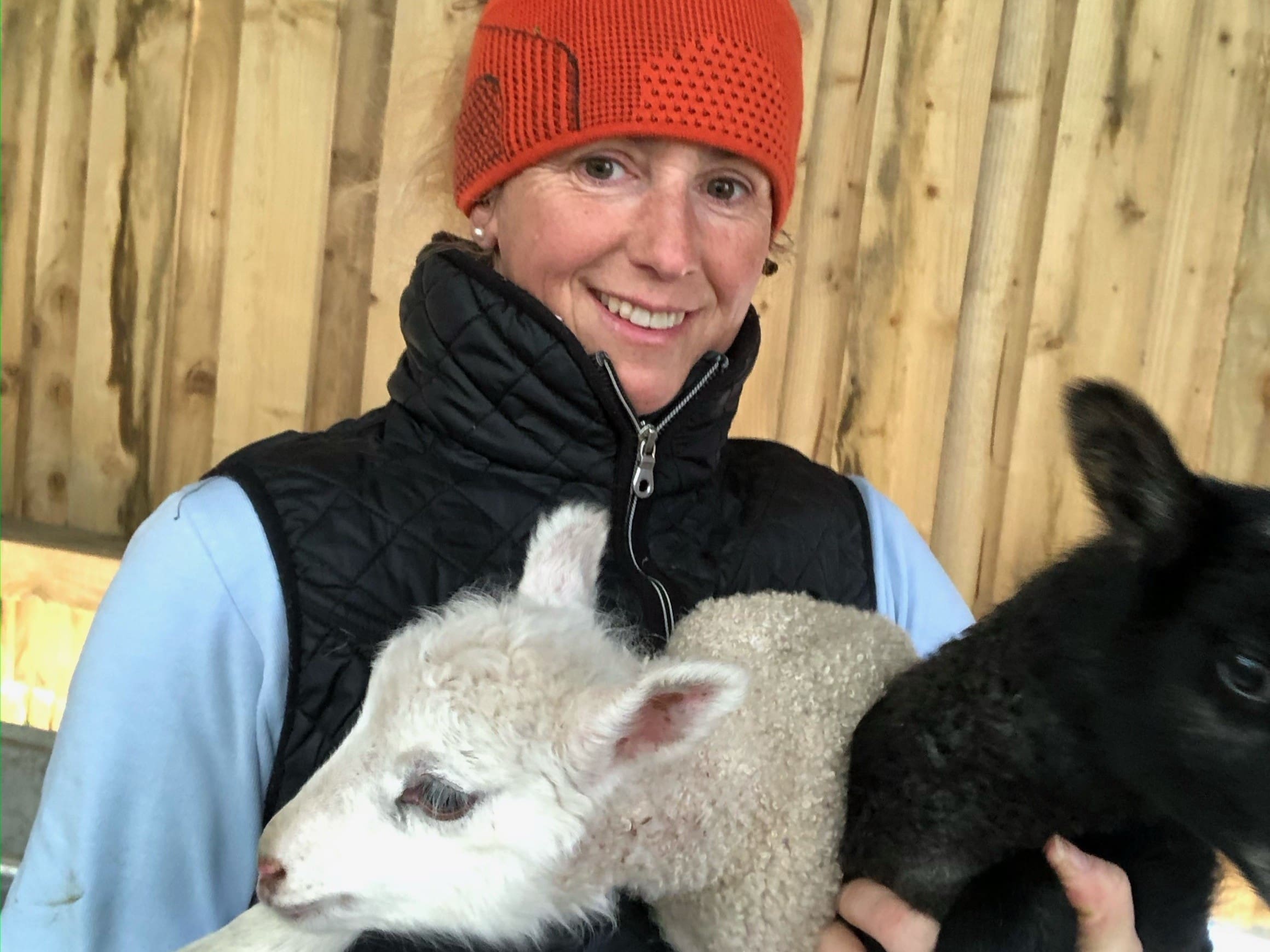 Lambing Season - British Wool