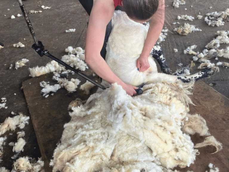 Shearing - British Wool
