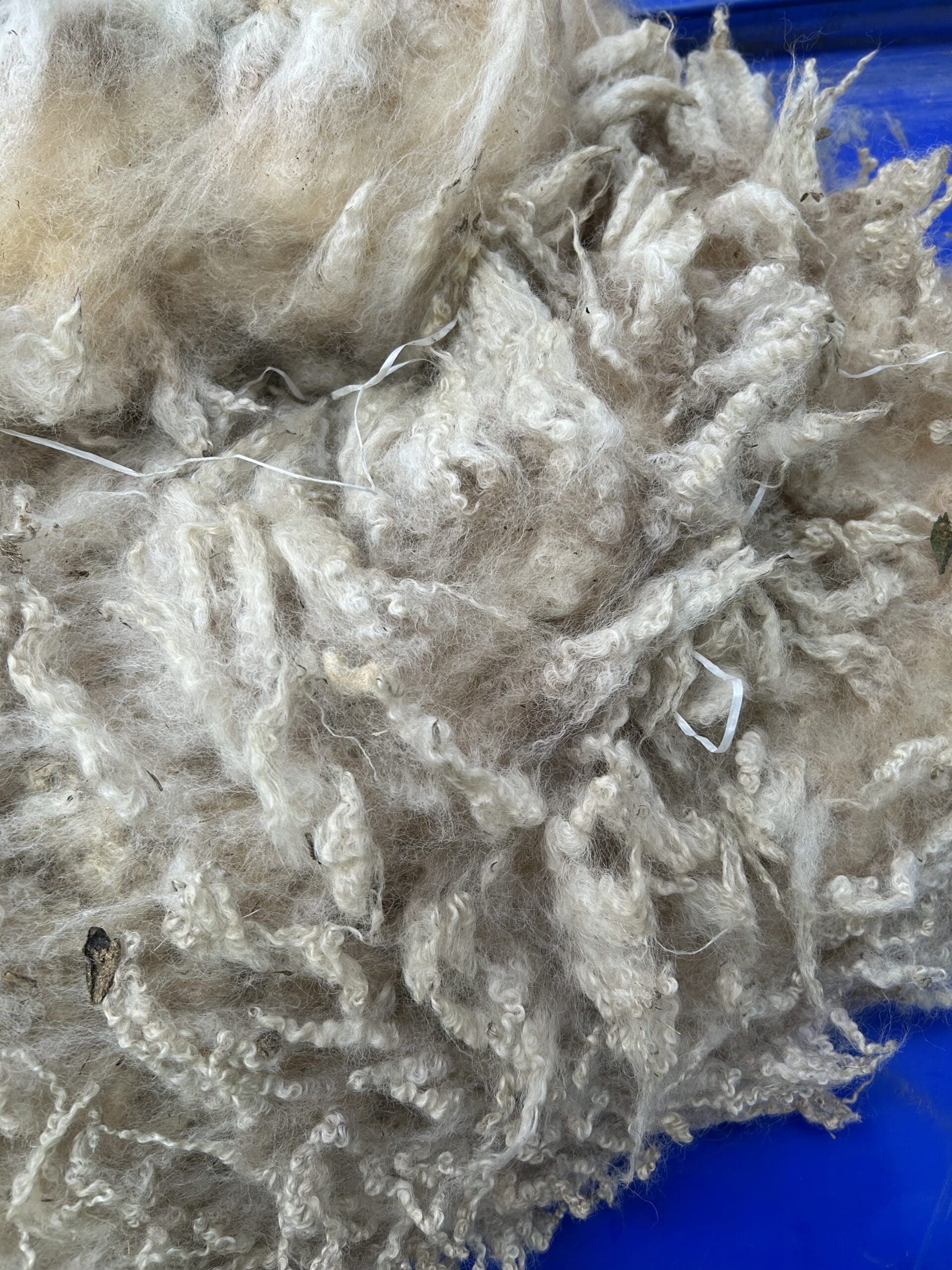 Shearing - British Wool