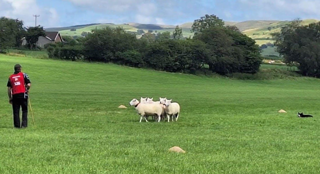 Q&A with John Davies, British Wool Board Member - British Wool